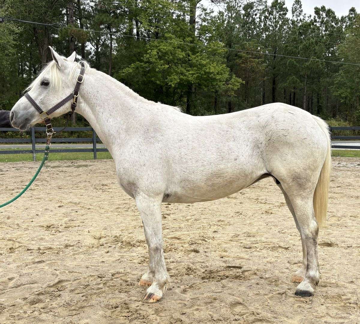 Gentle Grey Pony