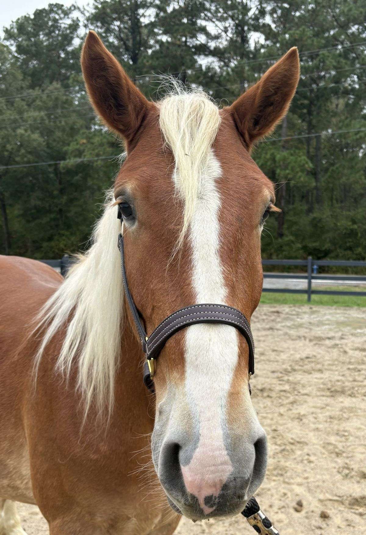 Belgian Haflinger Cross