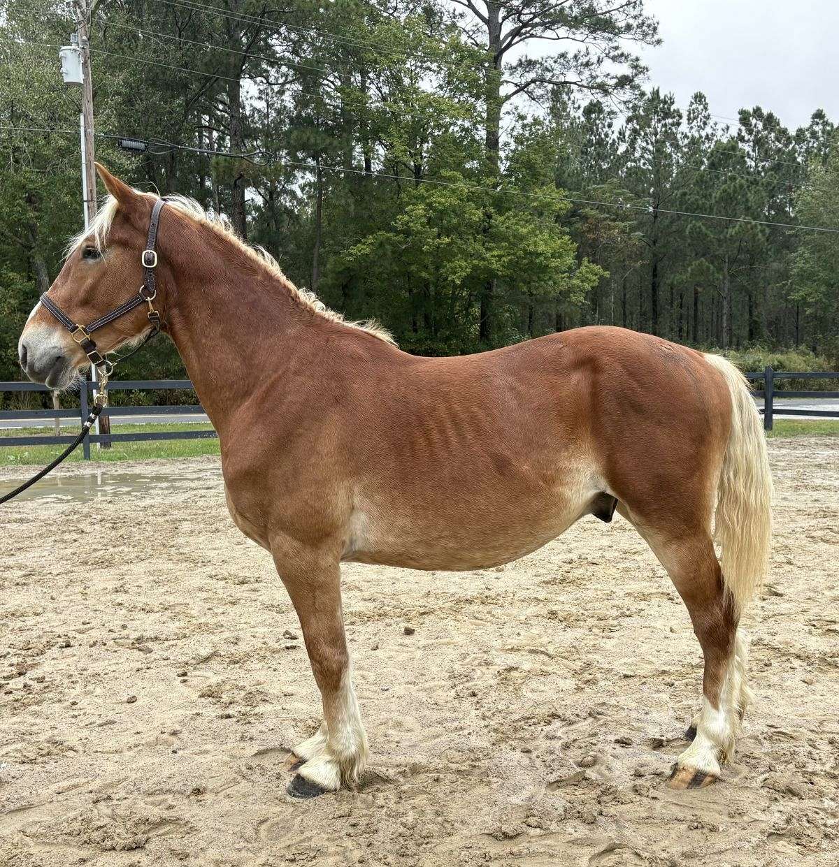 Belgian Haflinger Cross