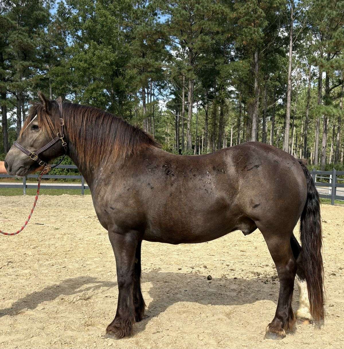 Gypsy Haflinger Gelding