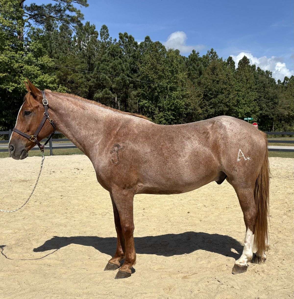 Nice Red Roan Gelding