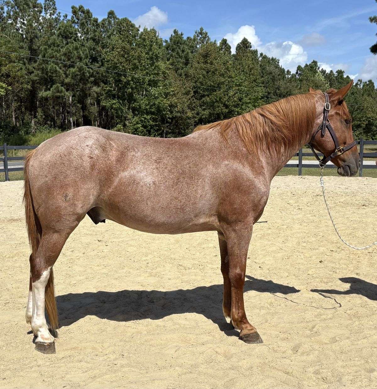 Nice Red Roan Gelding