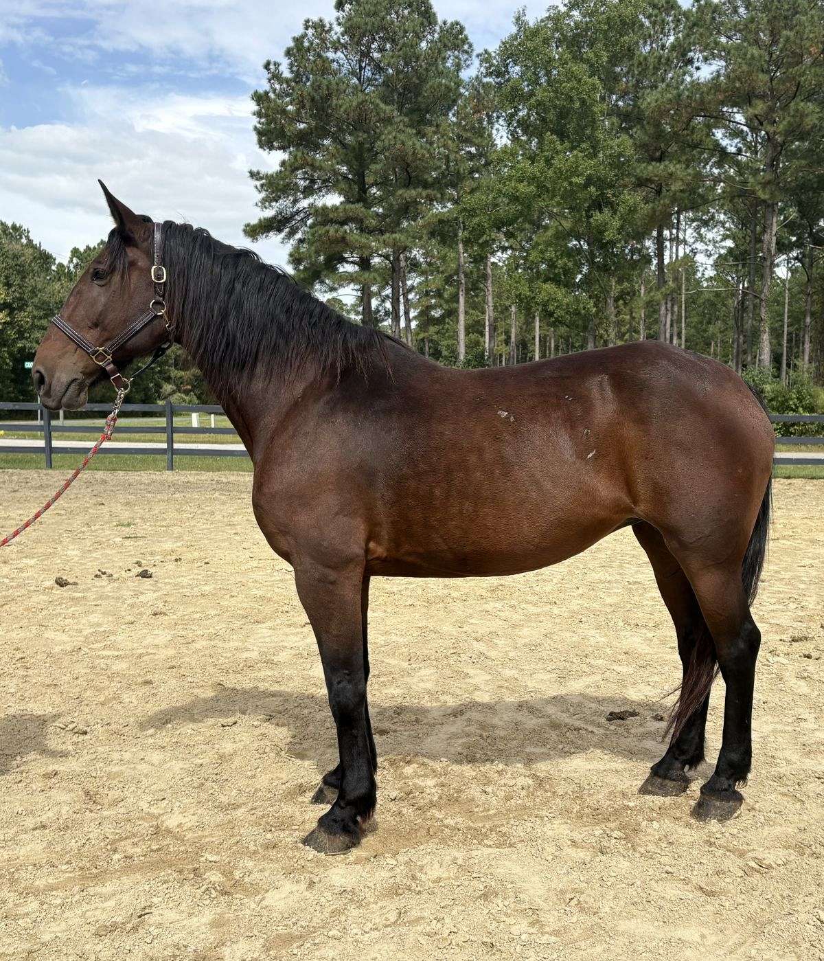 Bay Draft Mare