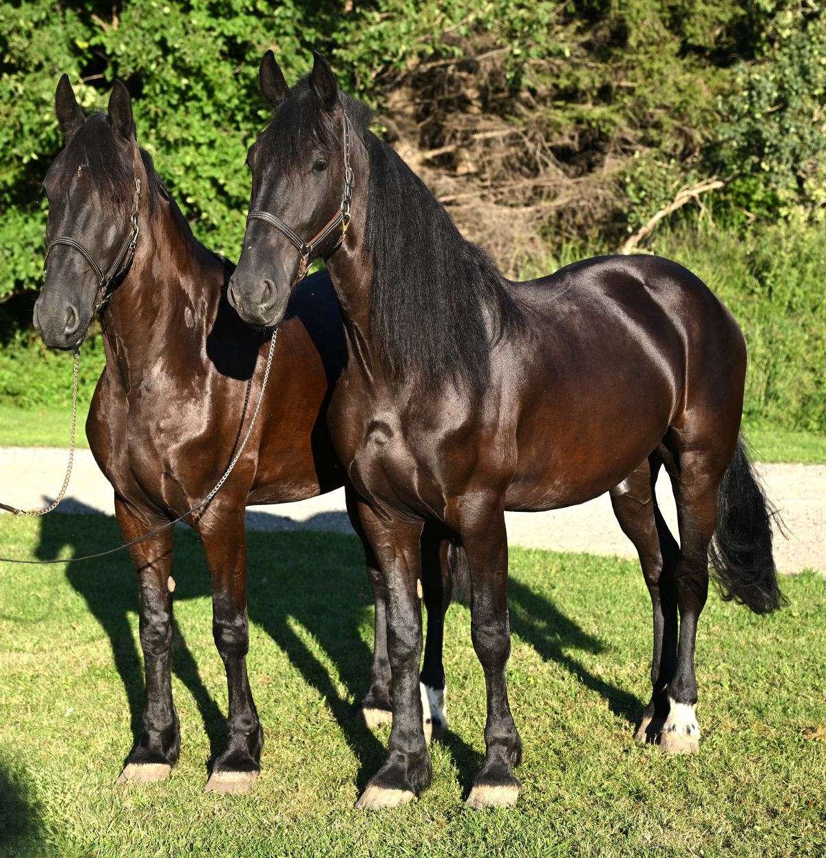 Fancy Friesian Sport Horse Team