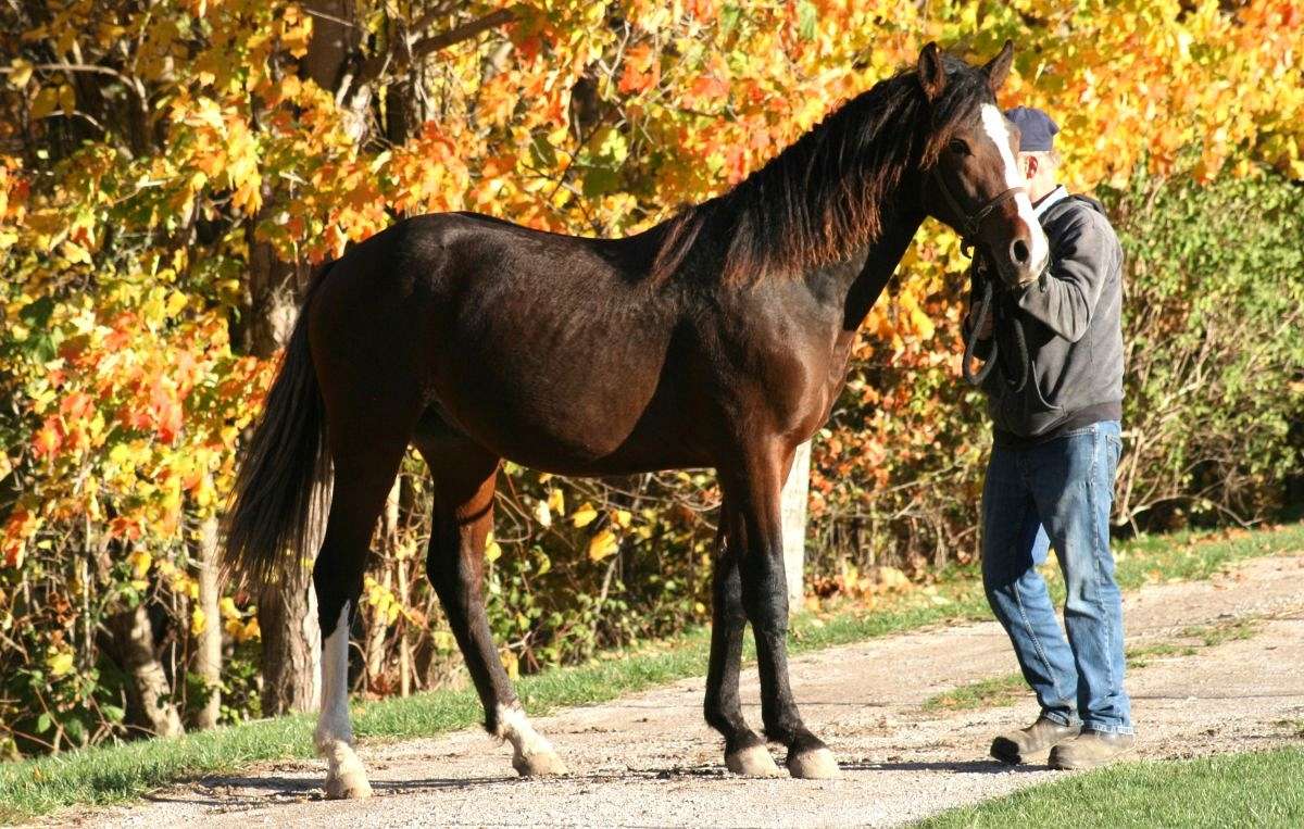Handsome Tall Curly Yearling Colt