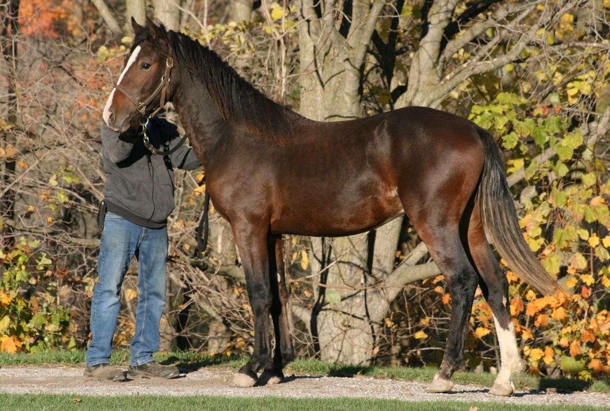Handsome Tall Curly Yearling Colt