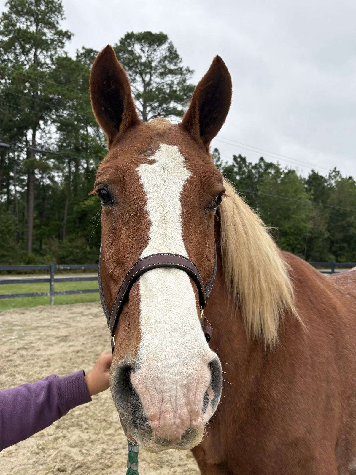 Red Roan Belgian