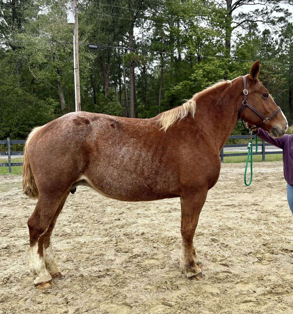 Red Roan Belgian