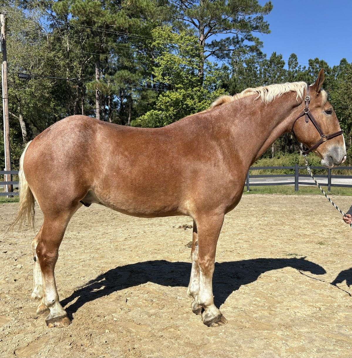 Big Belgian Gelding