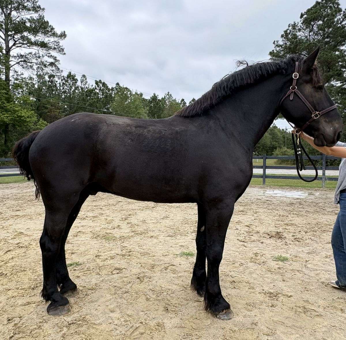 Big Percheron Gelding