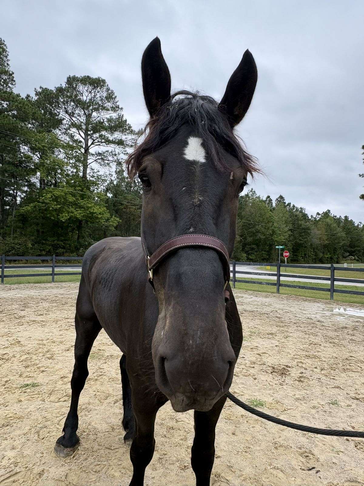 Big Percheron Gelding