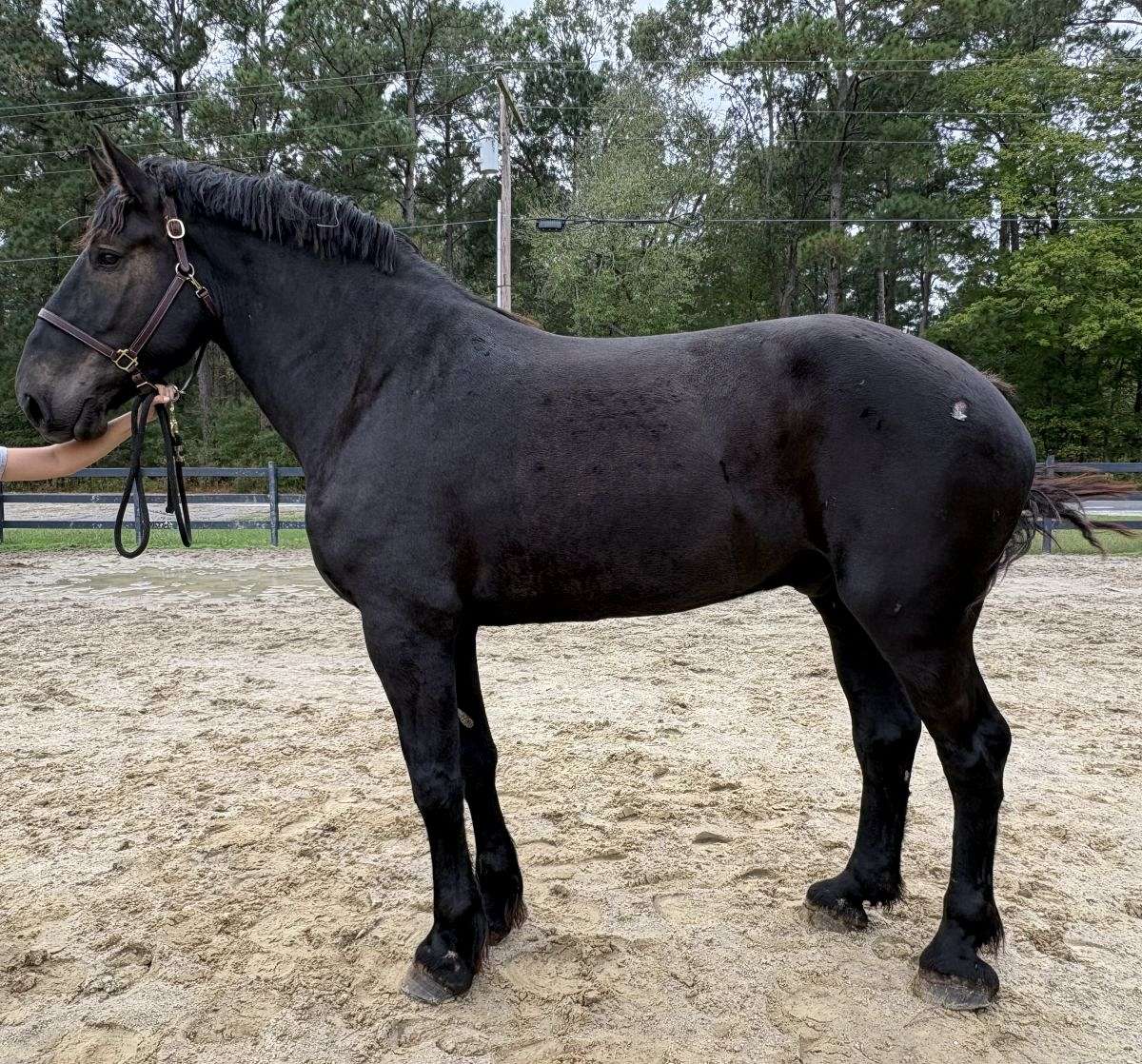Big Percheron Gelding