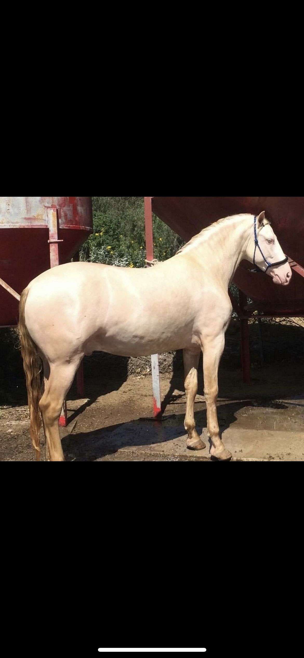 Palomino Español 6 Años
