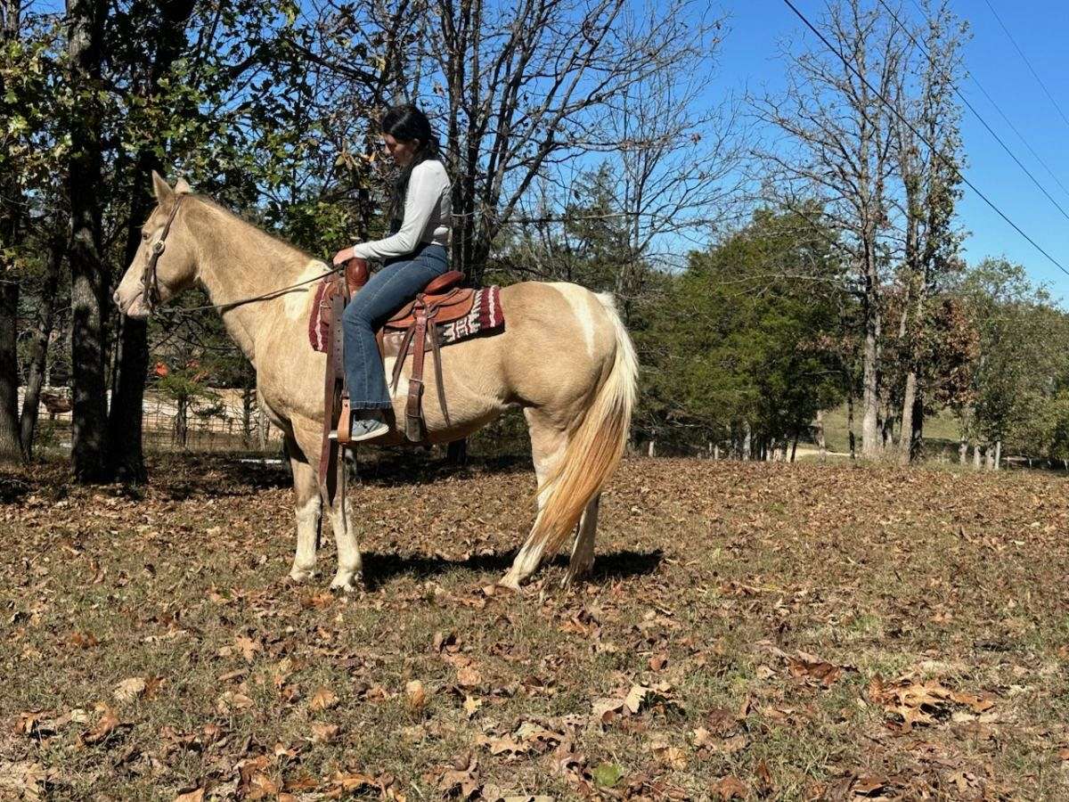 Gaited Paint Mare Gentle Broke to Ride - Caramel