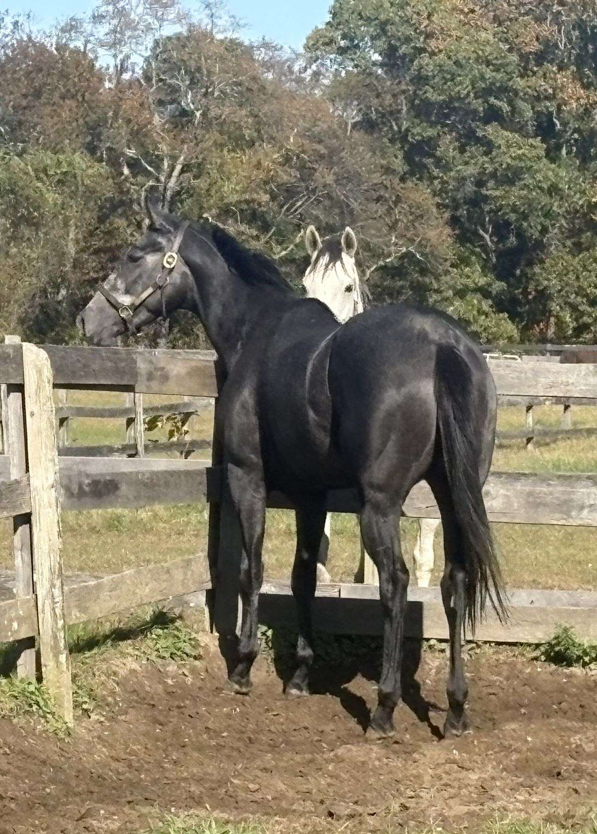 Pretty Roan Filly