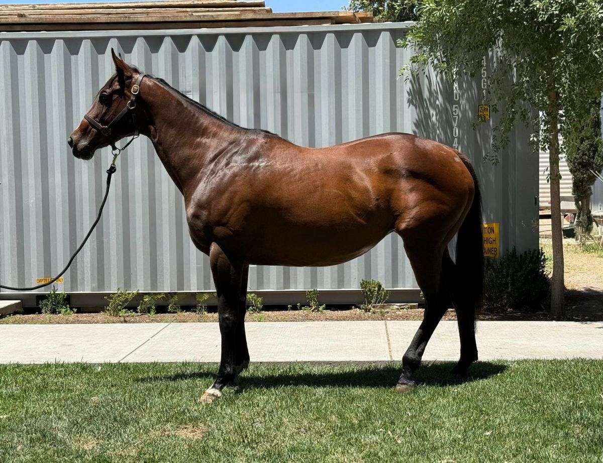 Wife Approved- Registered Thoroughbred