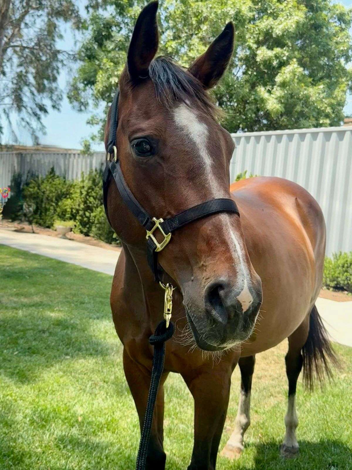 Sea Creature- Registered Thoroughbred - Amazing Pedigree