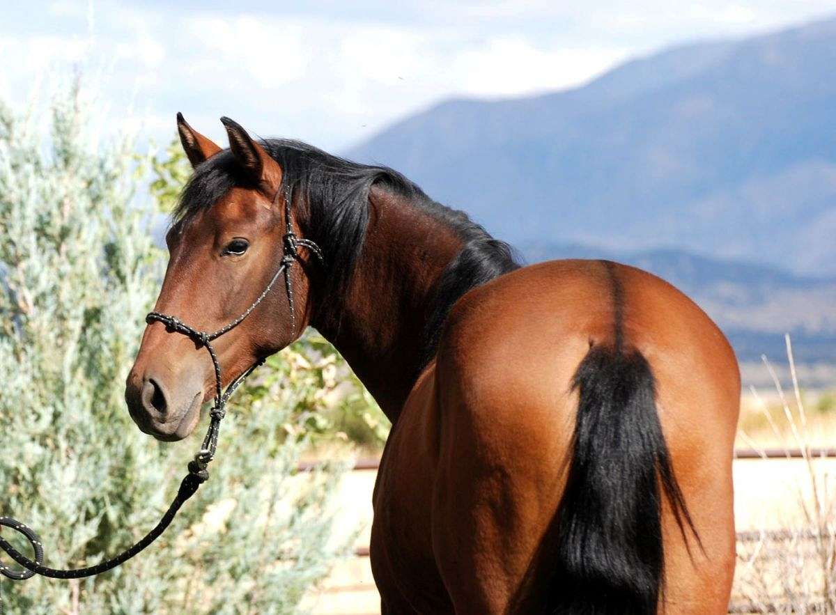 Awesome Lusitano Yearling Filly~ Super Athlete