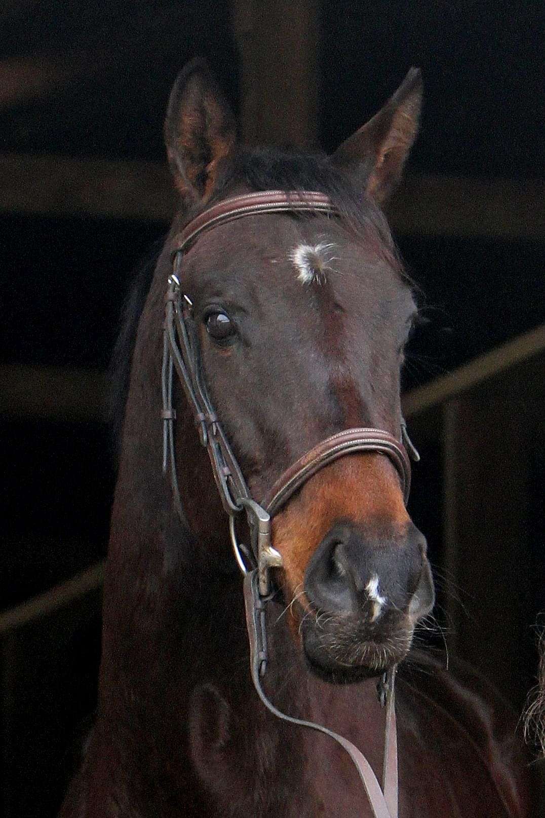 Beautiful Dark Chocolate English Hunter/Jumper OTTB