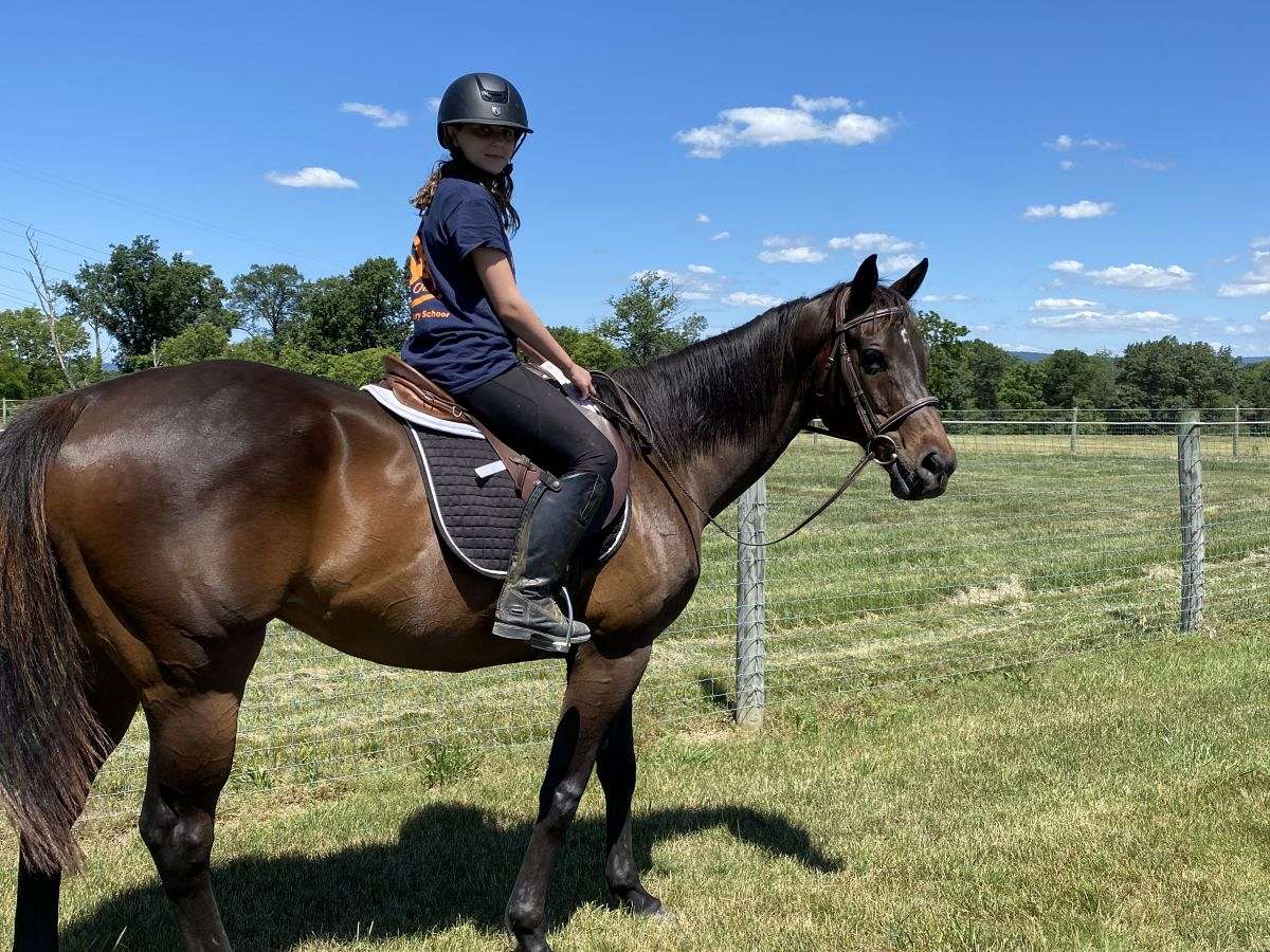 Beautiful Dark Chocolate English Hunter/Jumper OTTB