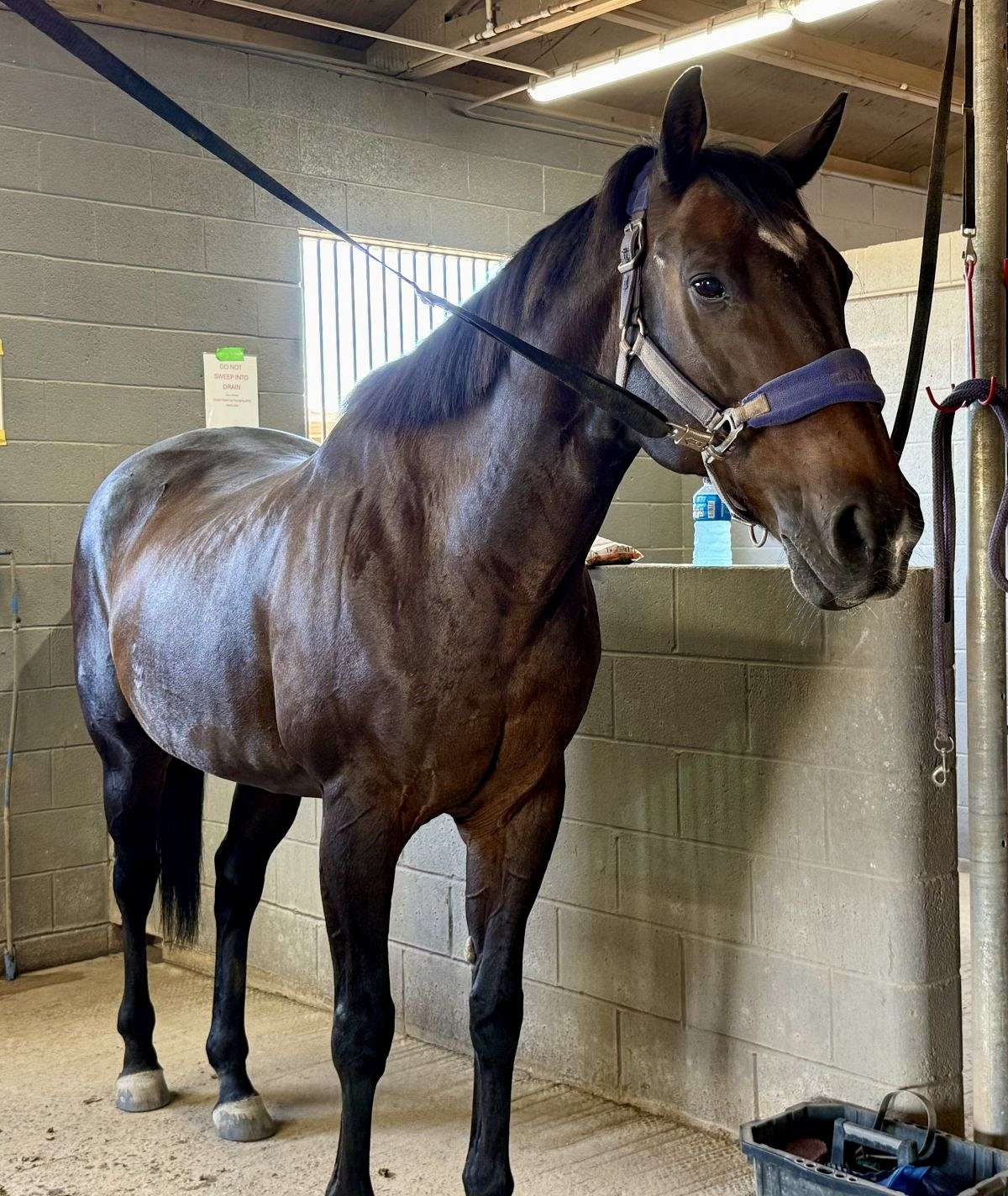 Low Children’S/Adult Hunter/Jumper/Equitation for Advanced Novice to Interm