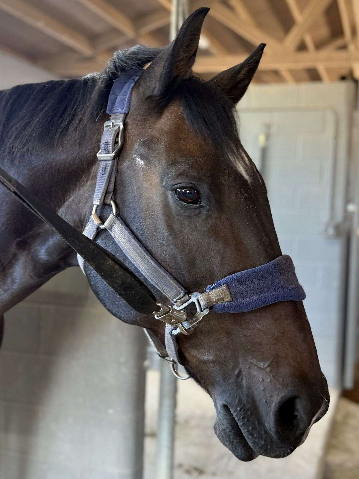 Low Children’S/Adult Hunter/Jumper/Equitation for Advanced Novice to Interm