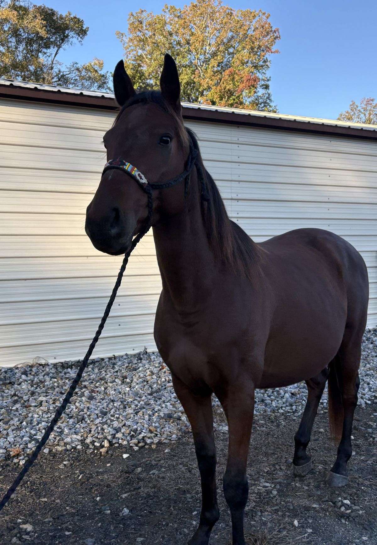 5 Year Old Bay Appendix