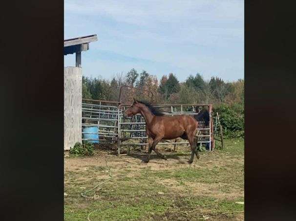 Superior Anglo-Arabian Bay Mare Available,