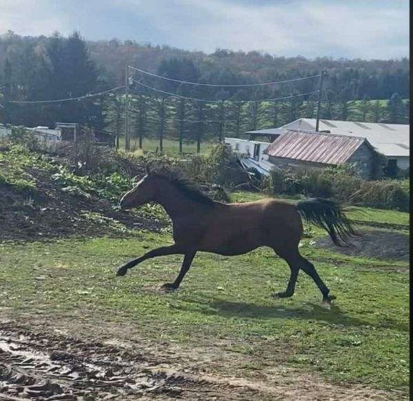 Superior Anglo-Arabian Bay Mare Available,