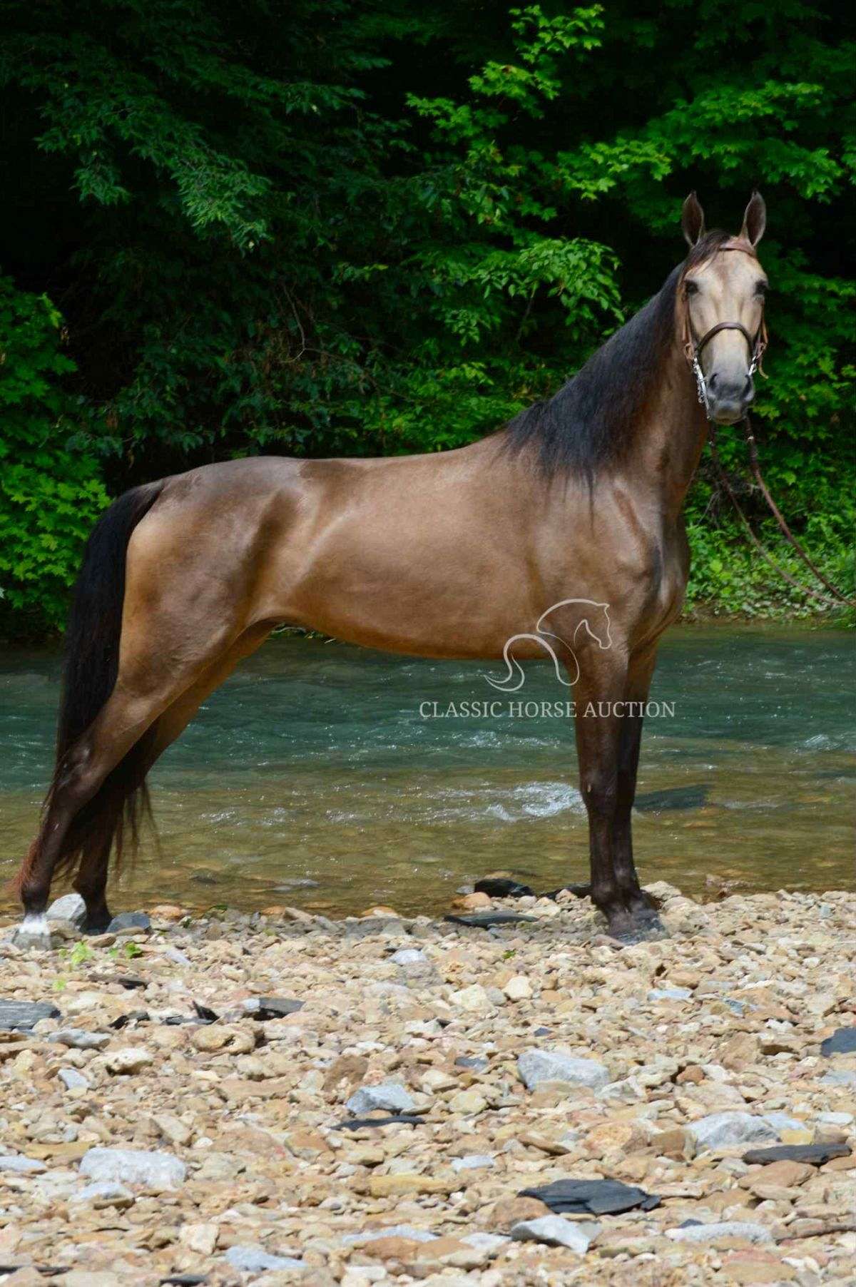Buckskin Tennessee Walking Horse Mare