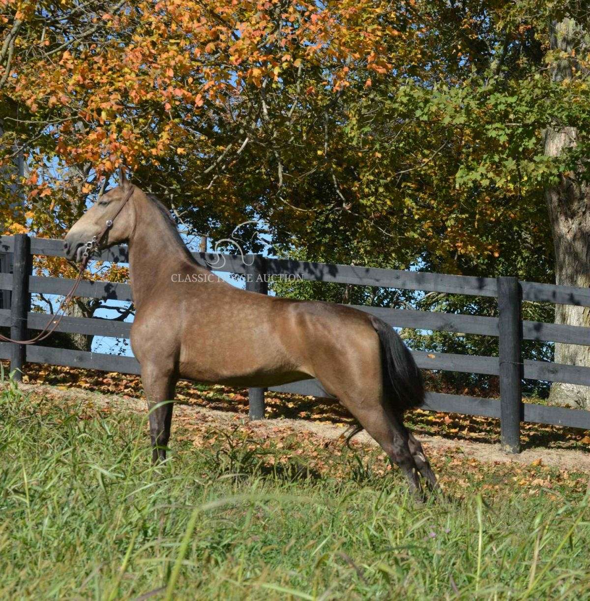 Buckskin Tennessee Walking Horse Mare