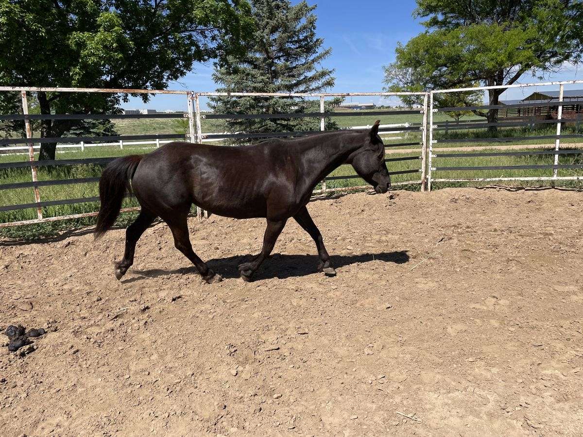 Lesson Pony Type Mare