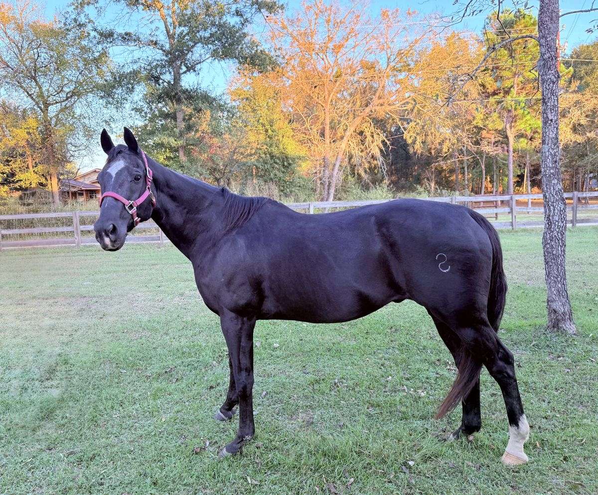 Magic-Kind Hearted Gelding With Amazing Potential!