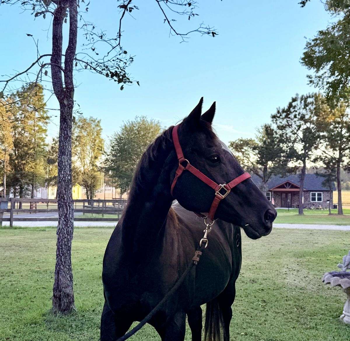 Magic-Kind Hearted Gelding With Amazing Potential!