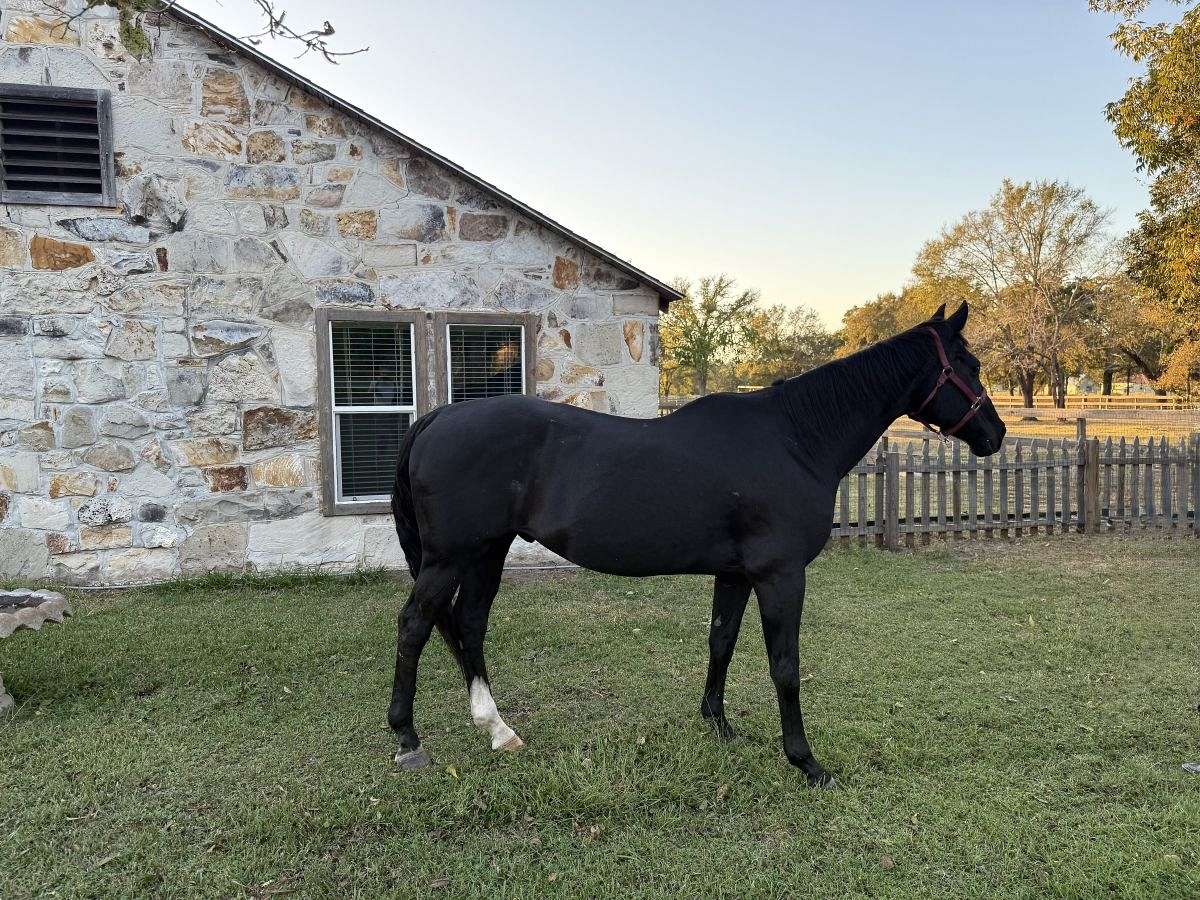 Magic-Kind Hearted Gelding With Amazing Potential!