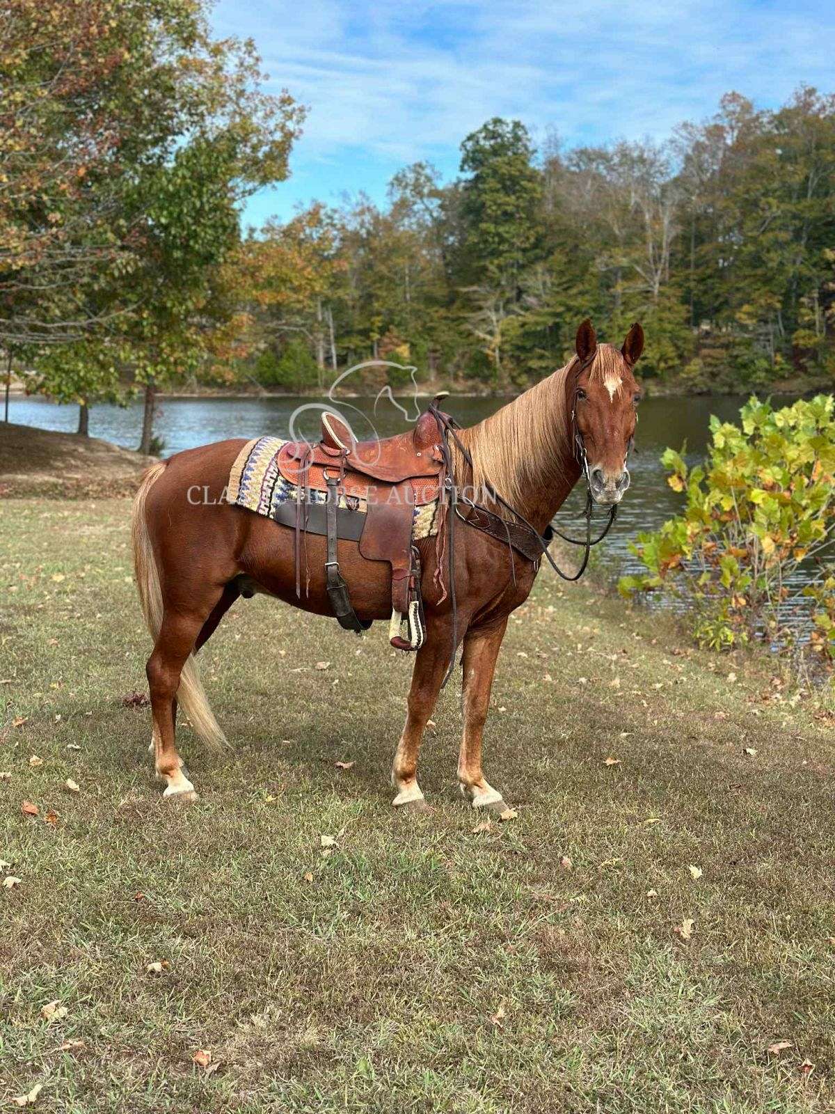 Sorrel Tennessee Walking Horse Trail Horse