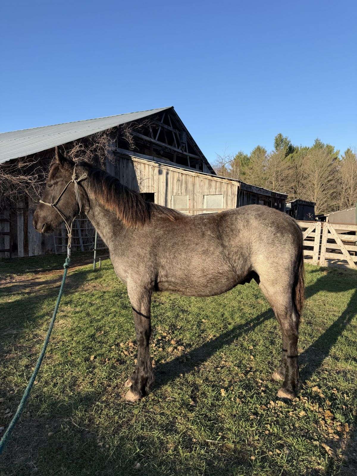 Blue Roan Canadian X Friesian