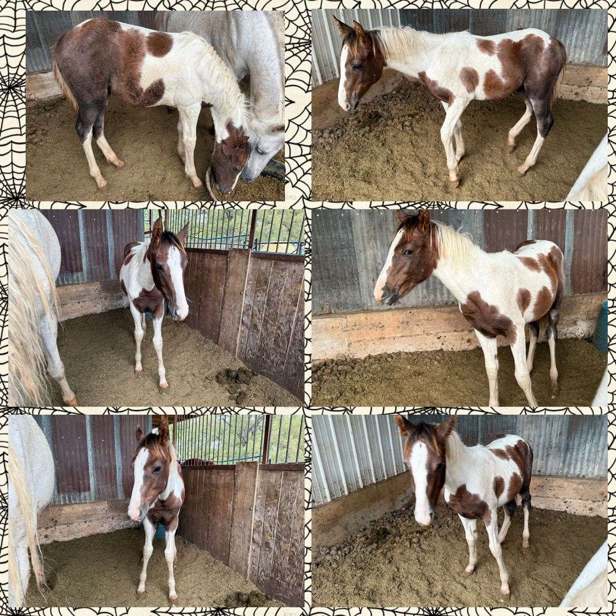 Cute Paint Colt