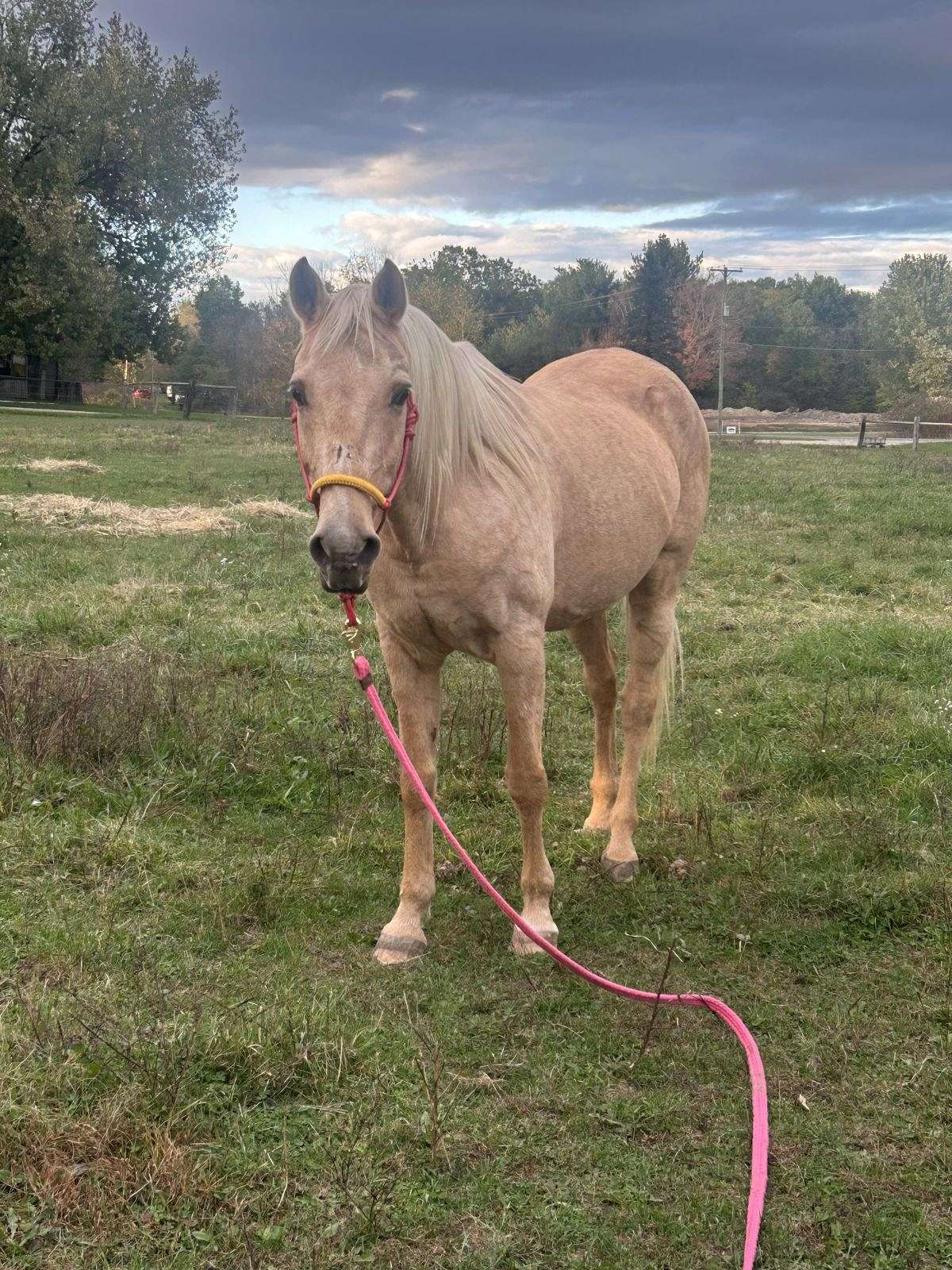 Saddlebred Cross Mare ( 18 Years Old, Trail Horse)