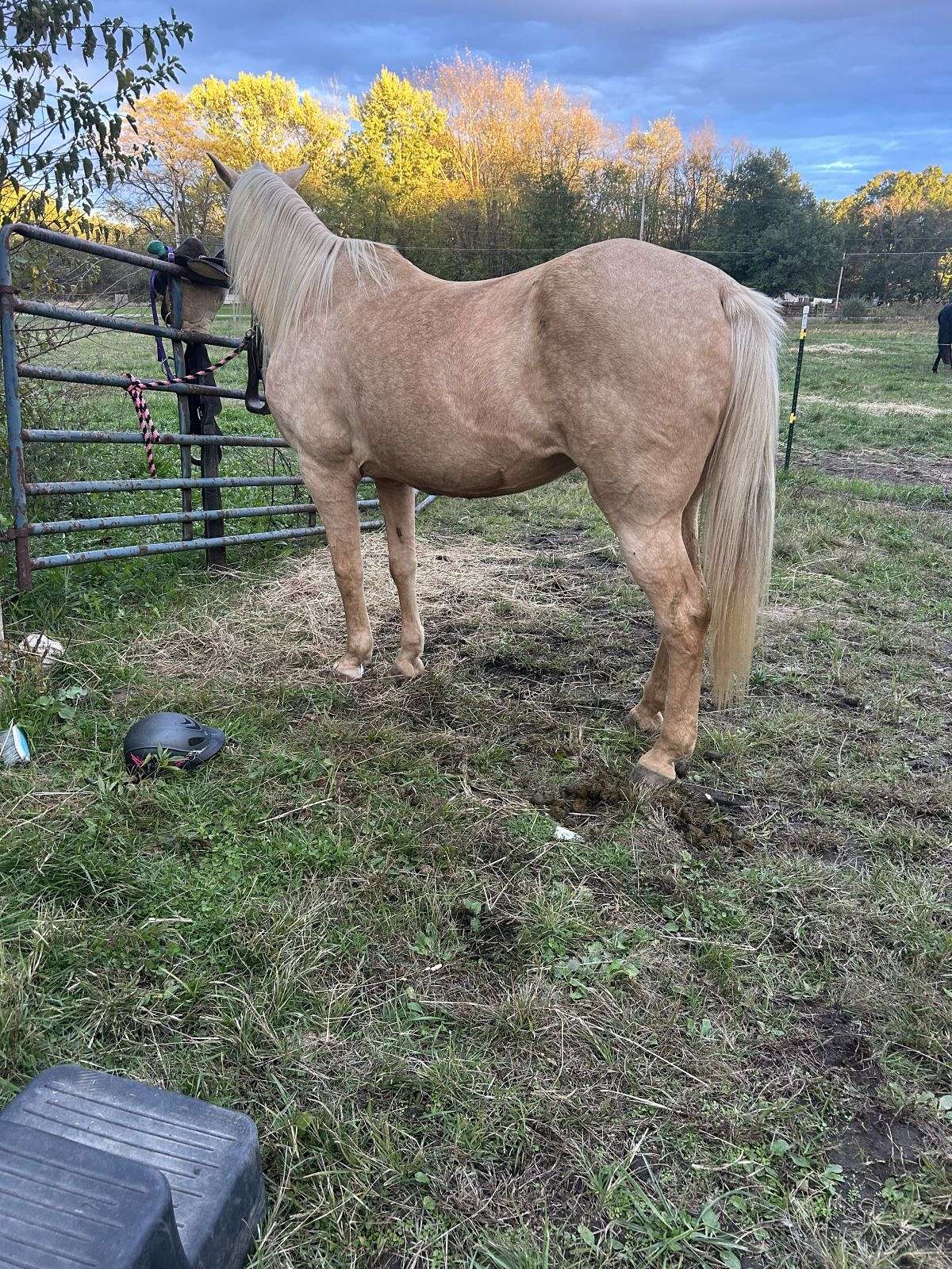 Saddlebred Cross Mare ( 18 Years Old, Trail Horse)