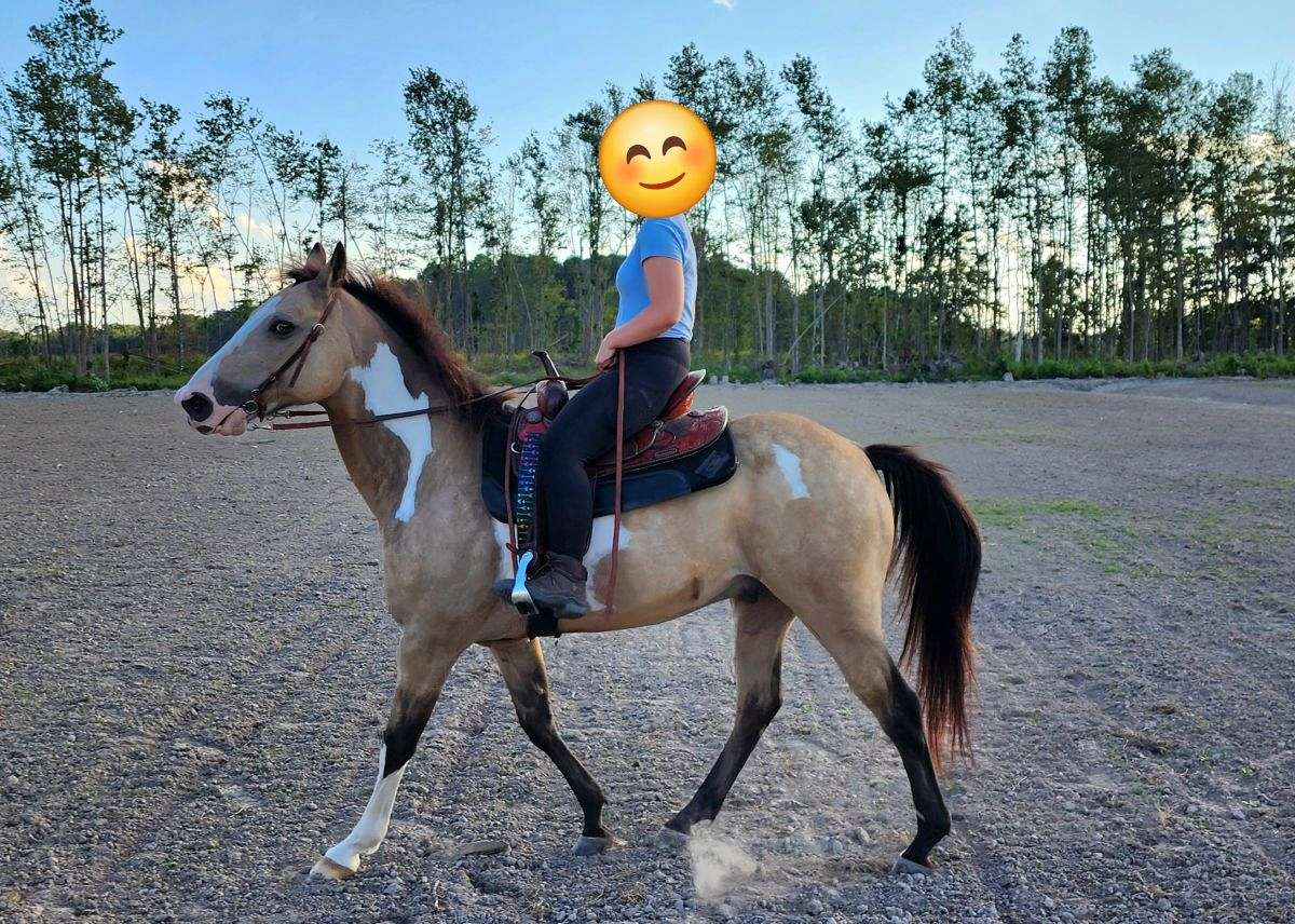 Paint Pony Looking for Love