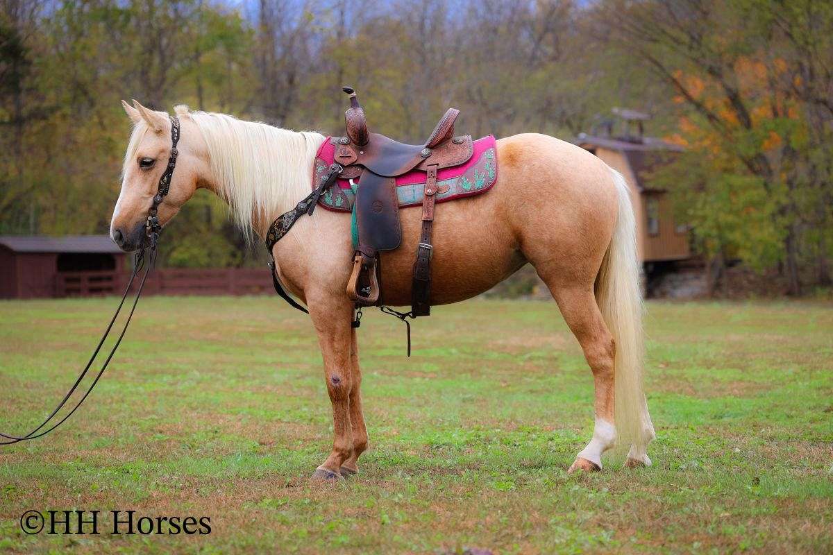 Extra Gentle, Super Safe, Quiet and Calm Smooth Palomino Ky Mtn Mare