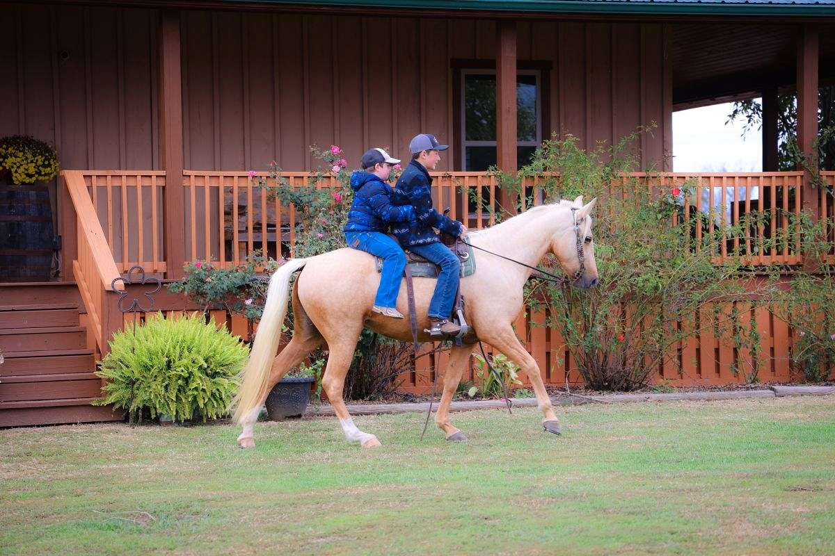 Extra Gentle, Super Safe, Quiet and Calm Smooth Palomino Ky Mtn Mare