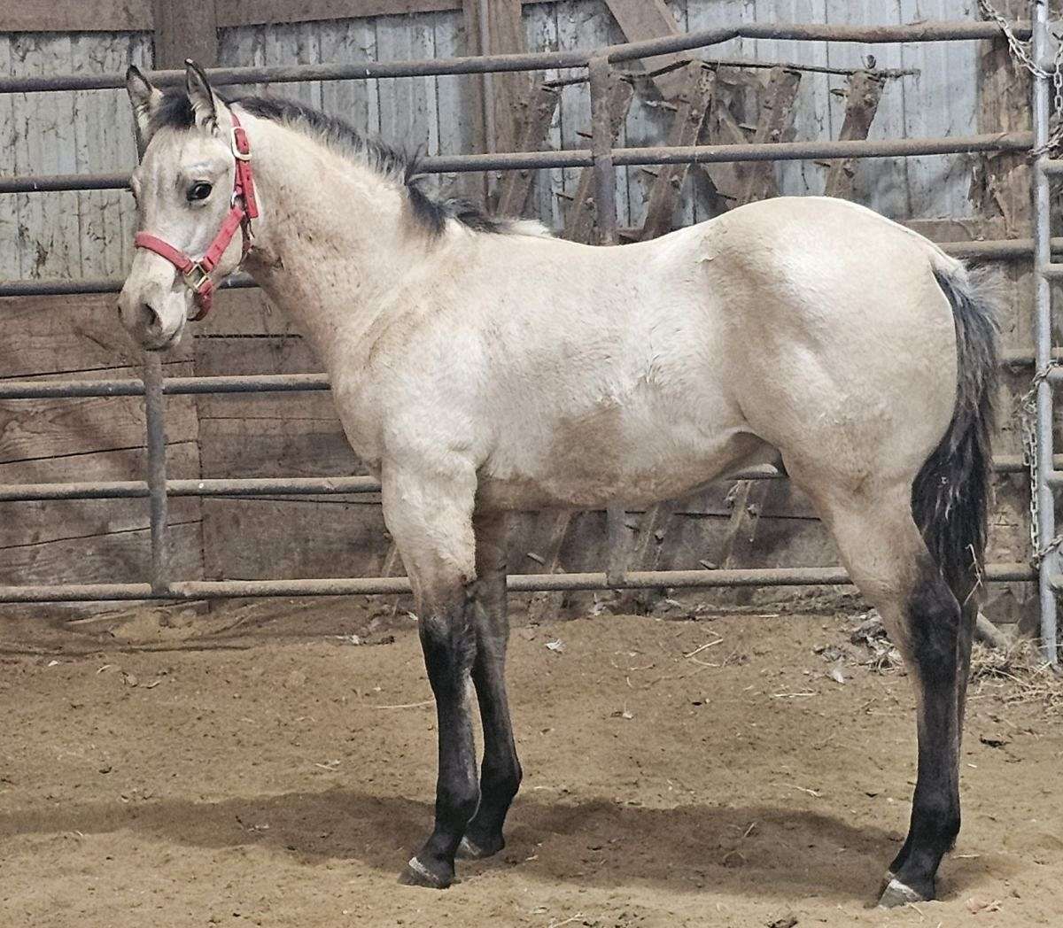 AQHA 2025 Buckskin Dun Colt