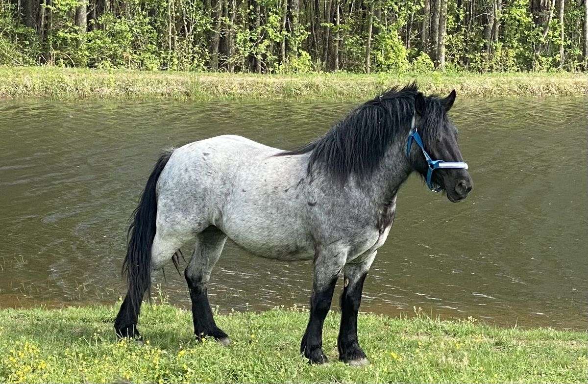 Gorgeous Blue Roan Draft Cross Filly!