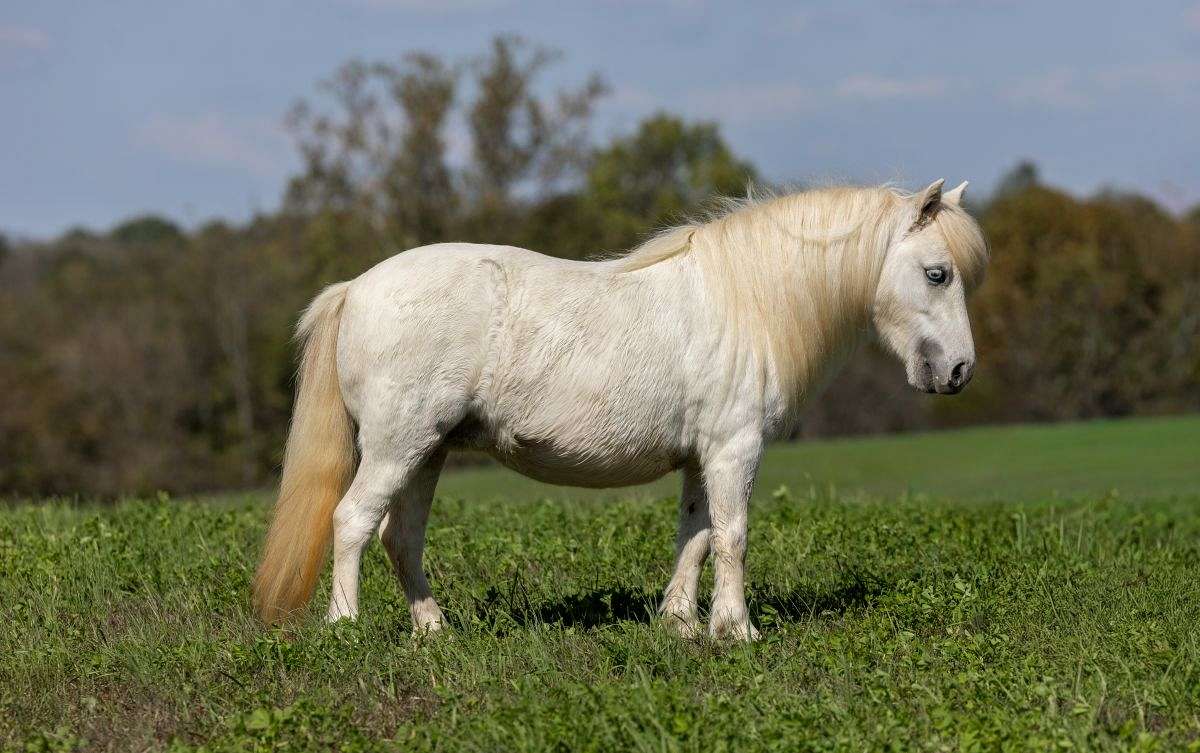 Elsa *Beautiful White Mare Pony, Sweet & Gentle