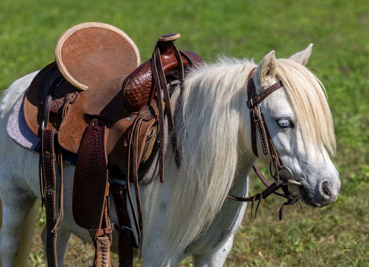 Elsa *Beautiful White Mare Pony, Sweet & Gentle