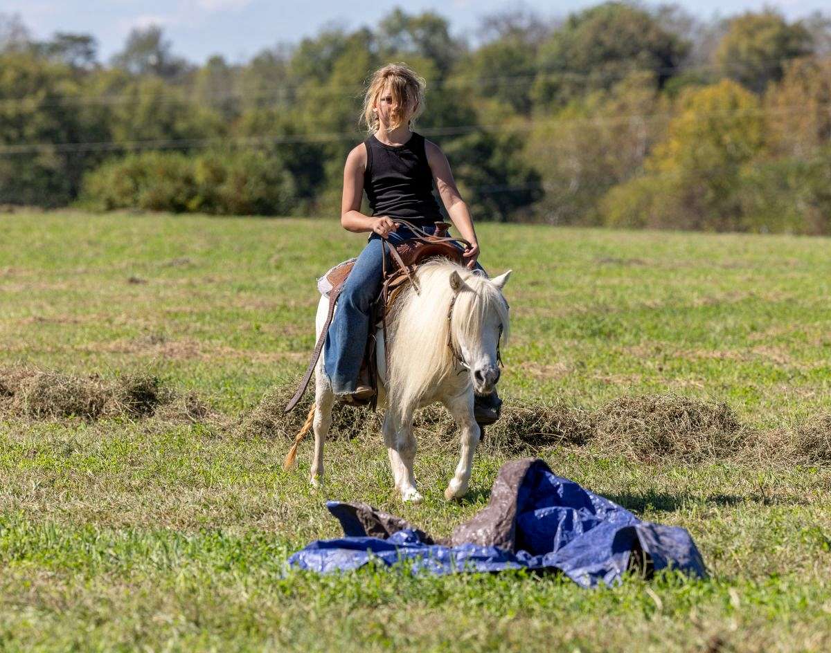 Elsa *Beautiful White Mare Pony, Sweet & Gentle