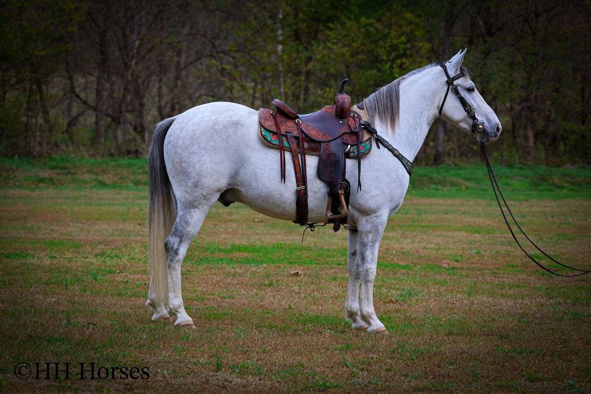 Gorgeous Family and Youth Safe Dapple Gray Ky Mtn Gelding, Trails, Show