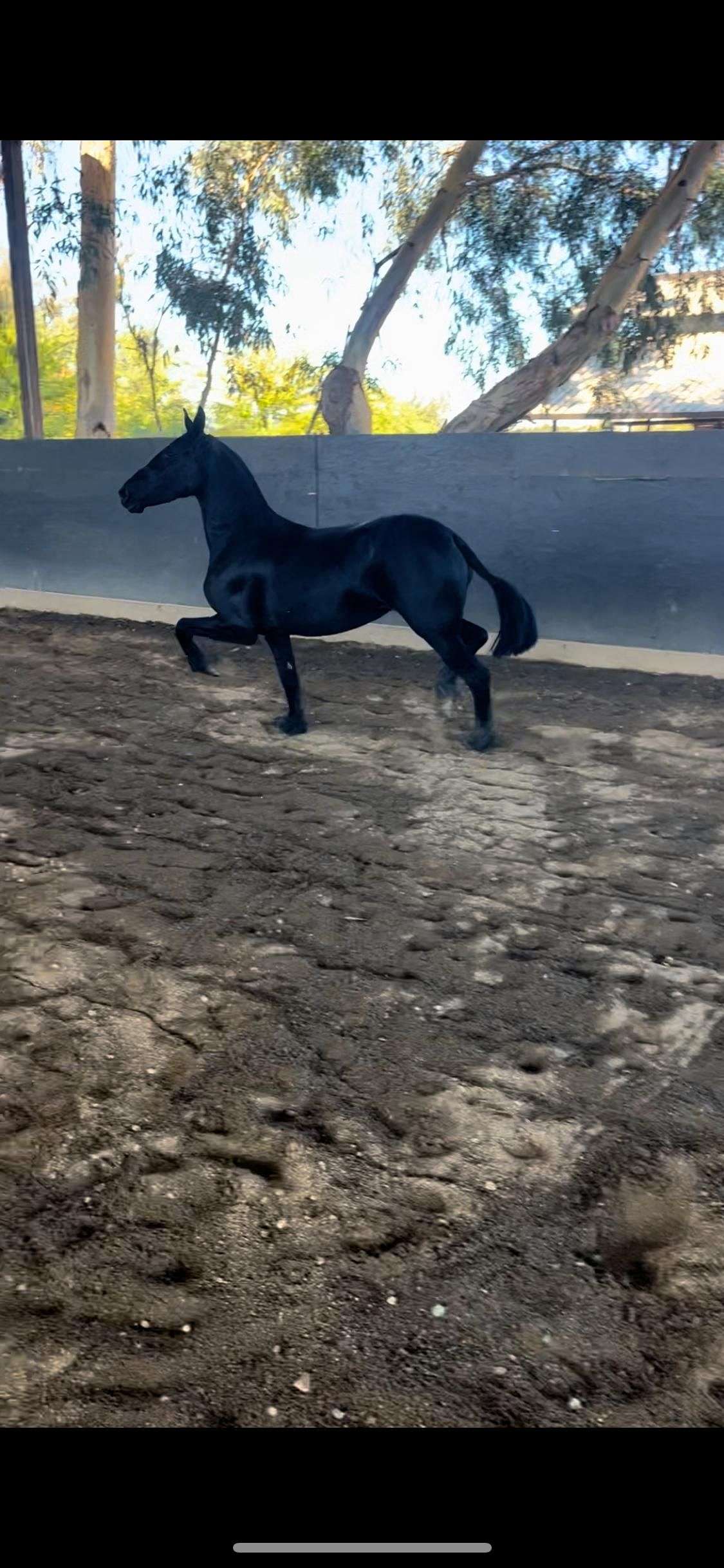 High Head Carriage, and High Stepping Action 2 Year Book Ii Filly